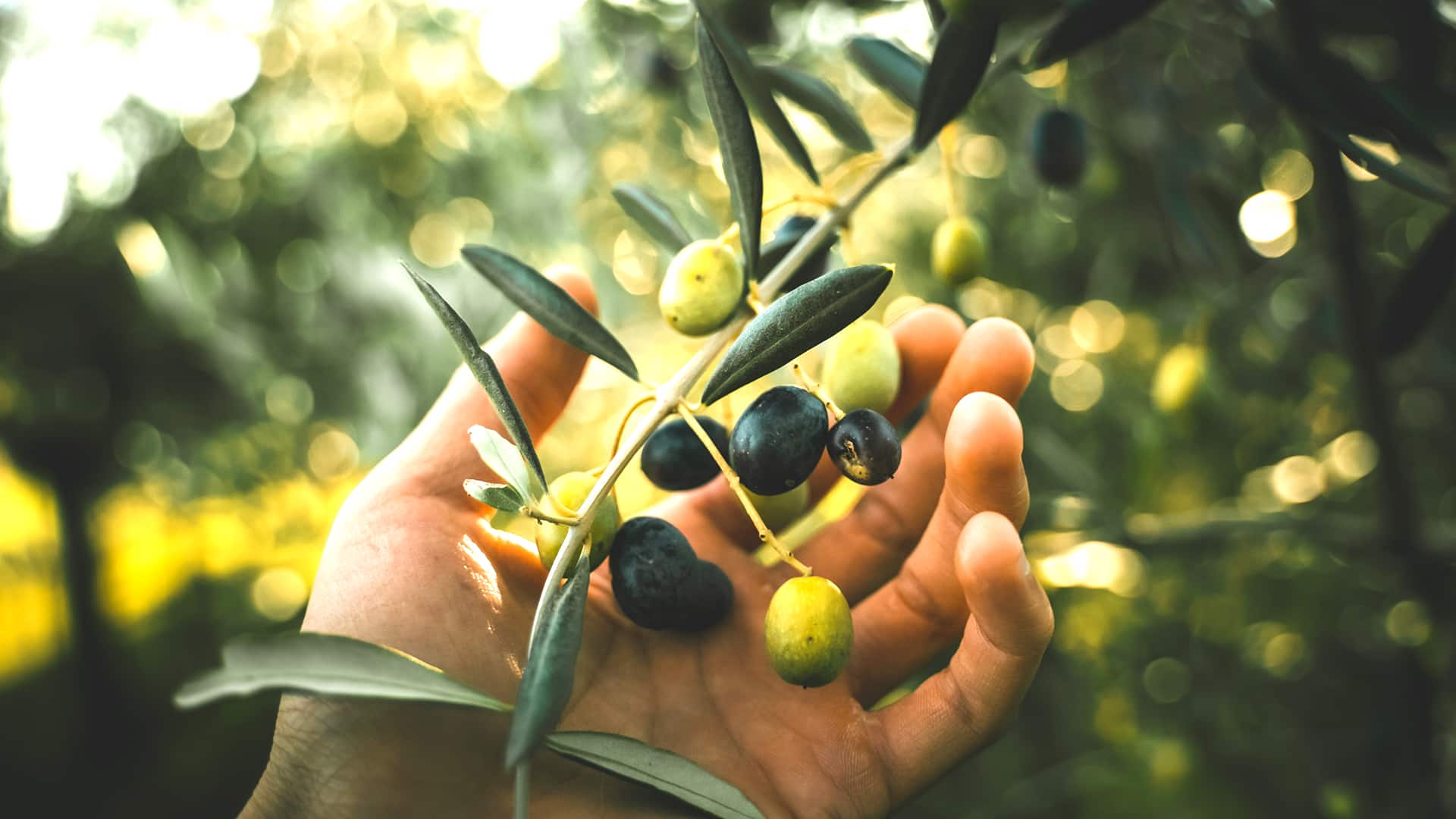 Palma (Majorca), Spain Go Green-Ecological Olive Oil & The Golden ...