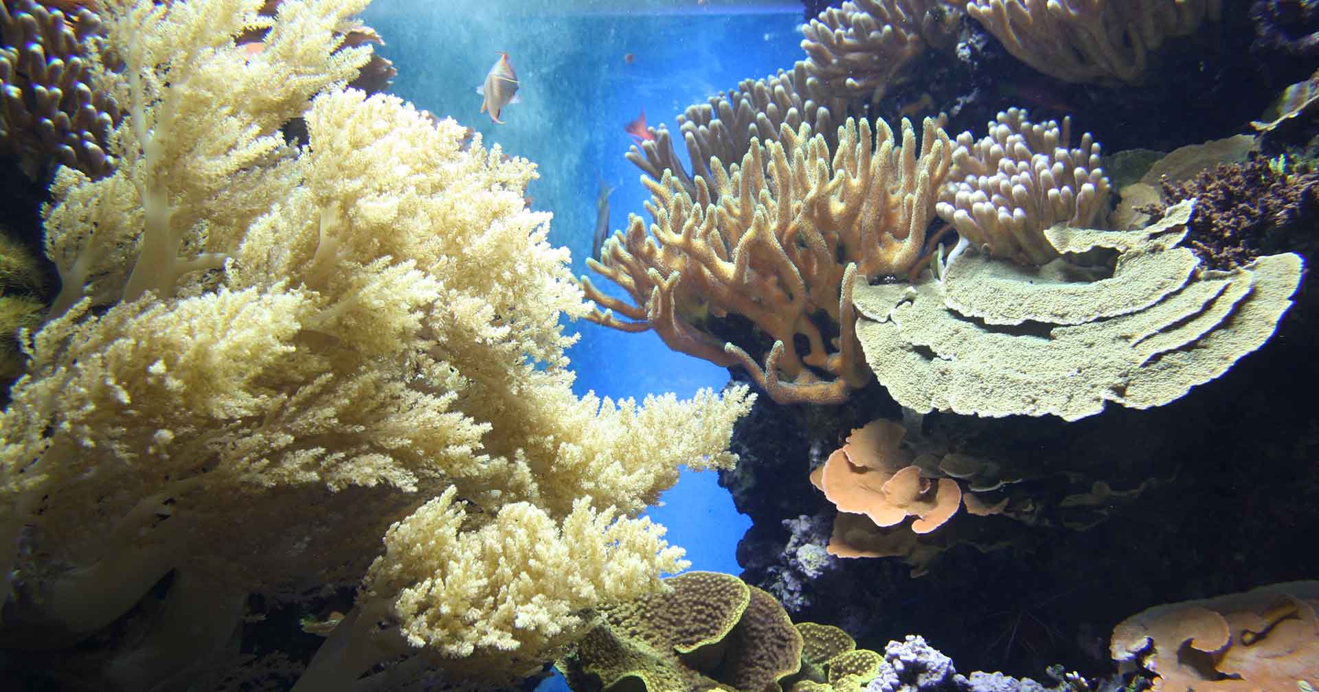 Palma (Majorca), Spain Palma Aquarium Excursion | Norwegian Cruise Line