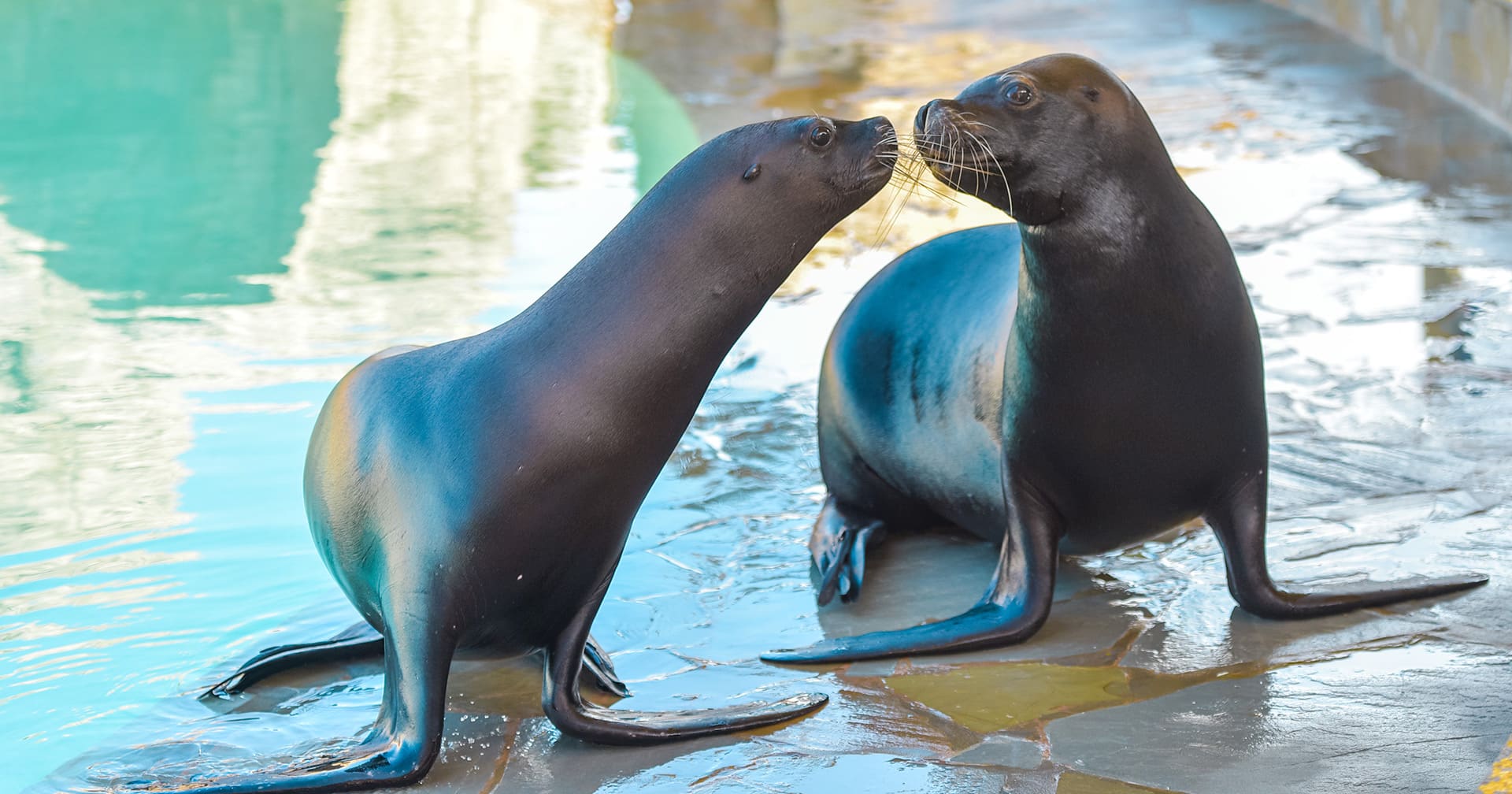 Puerto Plata, Dominican Republic Sea Lion Encounter & Ocean World ...