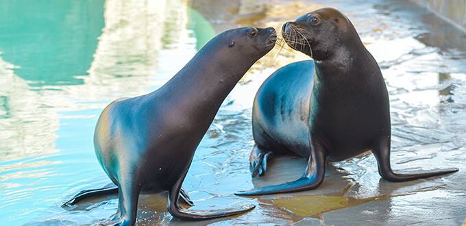 Puerto Plata, Dominican Republic Sea Lion Encounter & Ocean World ...