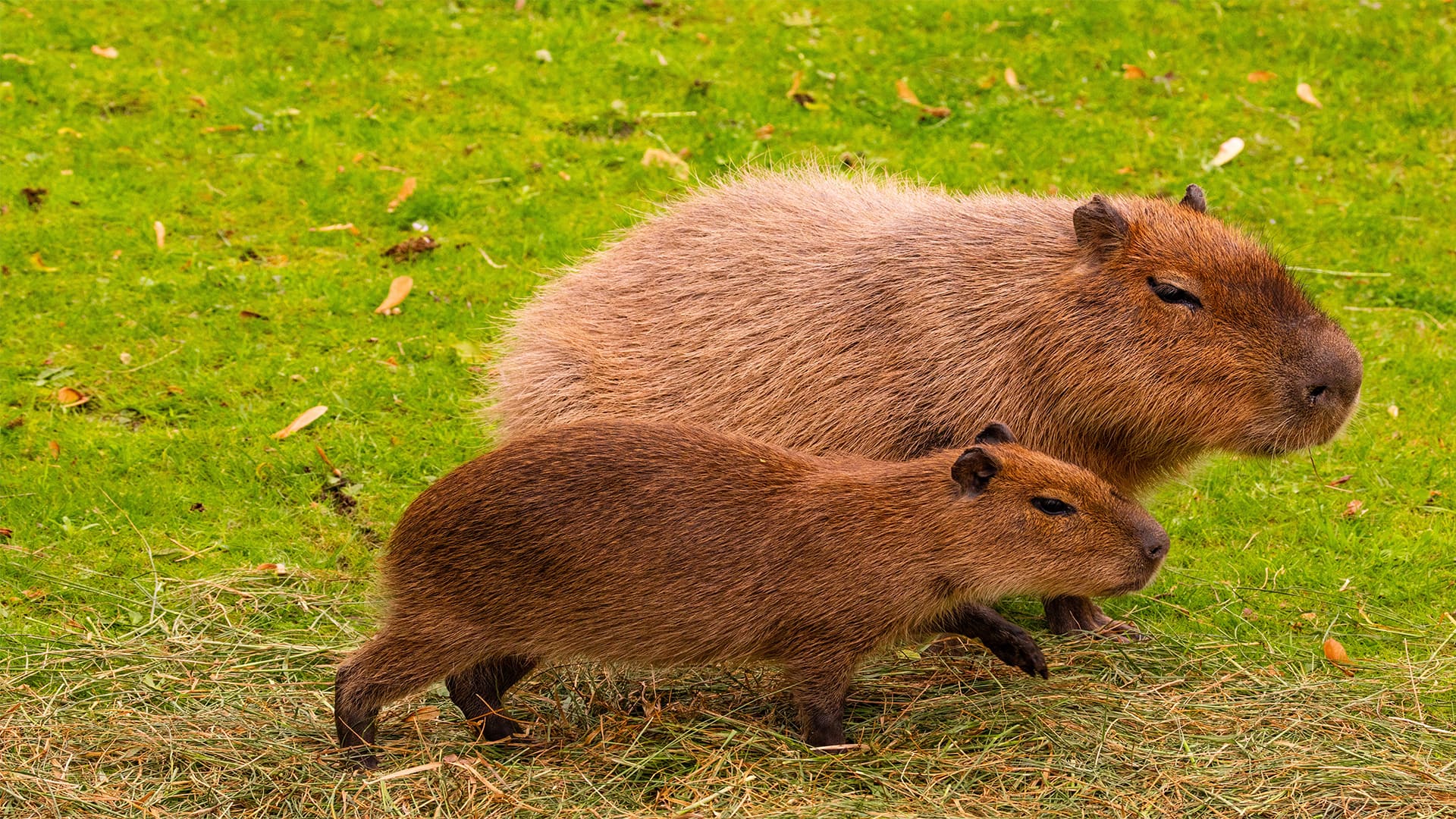 Puerto Plata, Dominican Republic Capybara Encounter & Ocean World ...