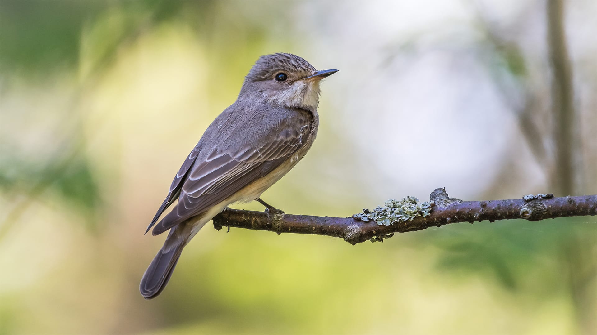 Rarotonga (Cook Islands), Australia Takitumu Conservation Tour ...