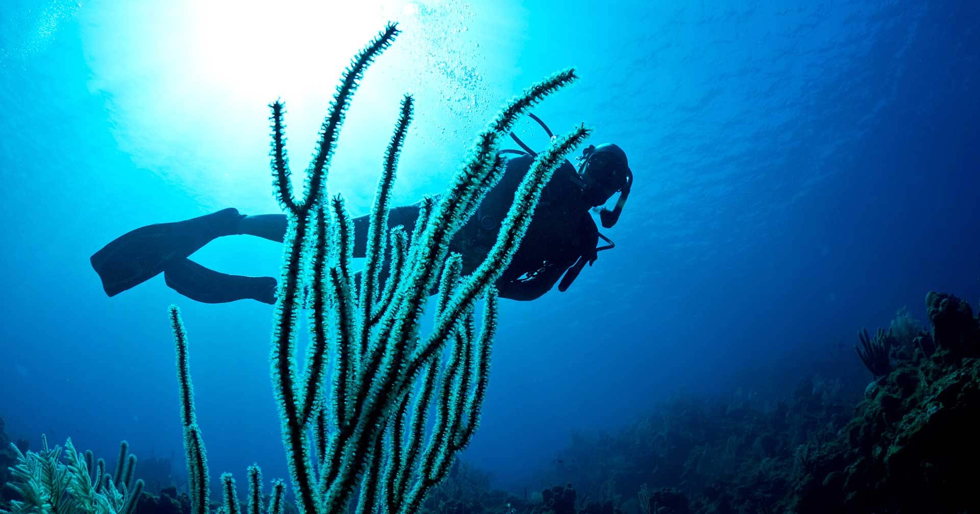 Roatán (Bay Islands), Honduras Wall & Reef Certified SCUBA Dive With ...