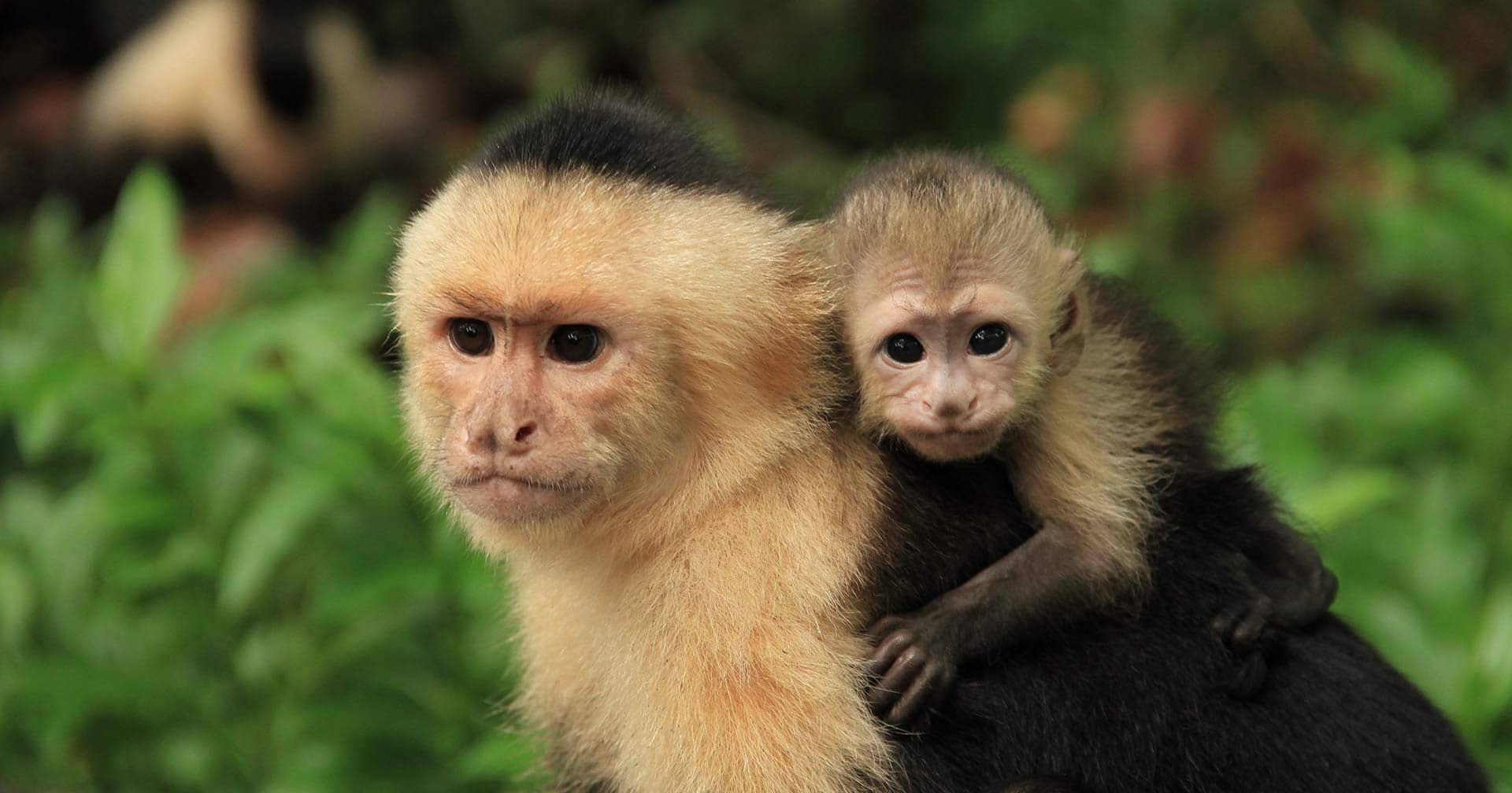 Roatán (Bay Islands), Honduras Gumbalimba Preserve & Animal Sanctuary ...