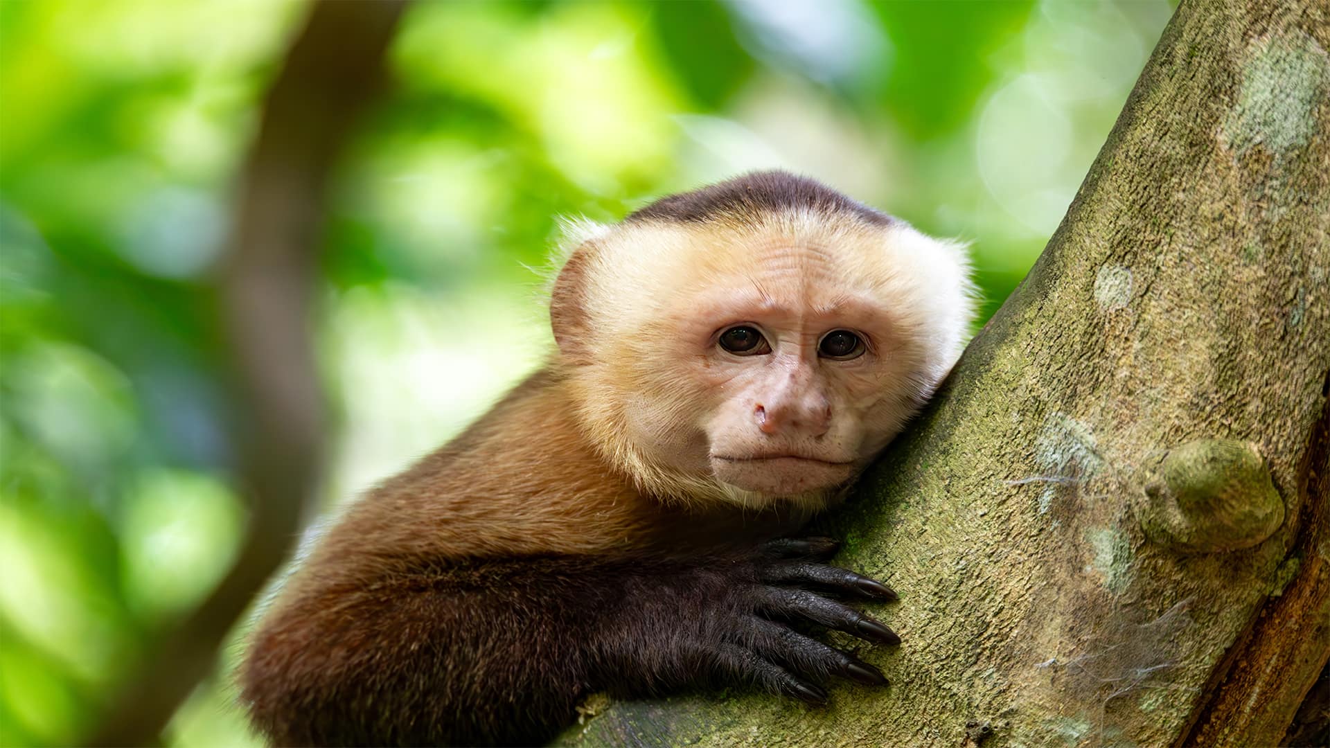 Roatán (Bay Islands), Honduras Gumbalimba Preserve & Animal Sanctuary ...