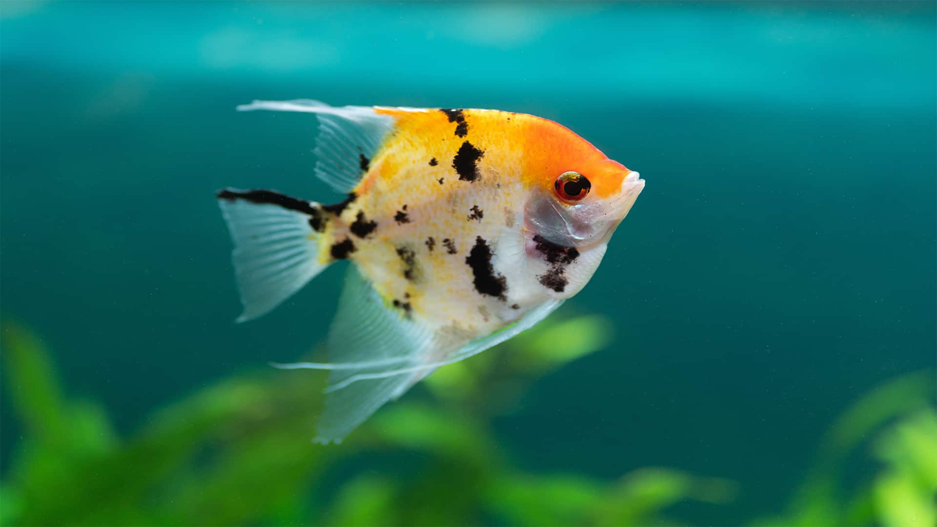 Roatán (Bay Islands), Honduras French Cay Semi-Submersible Experience ...