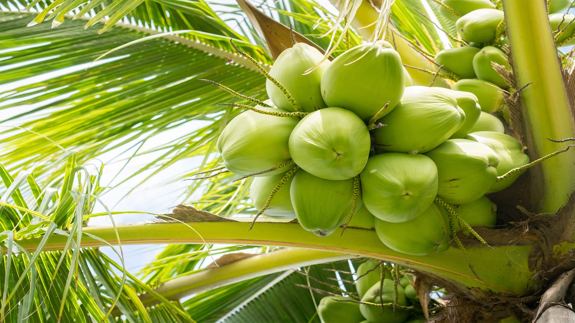 Roatán (Bay Islands), Honduras Coconut Farm And Island Farm Excursion ...