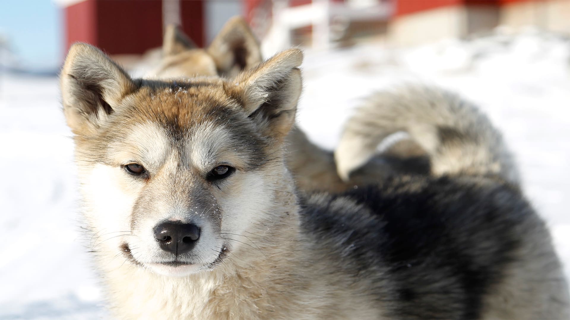 Skagway, Alaska Scenic Summit And Alaskan Sled Dogs Excursion ...