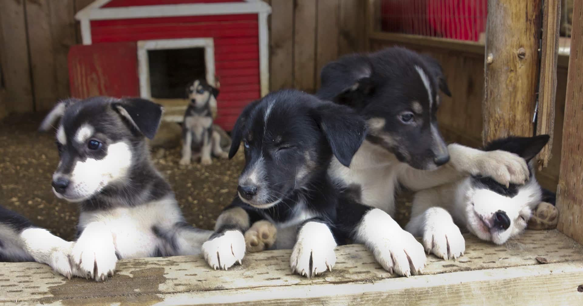 Skagway, Alaska Gold Fever & Sled Dogs Excursion | Norwegian Cruise Line