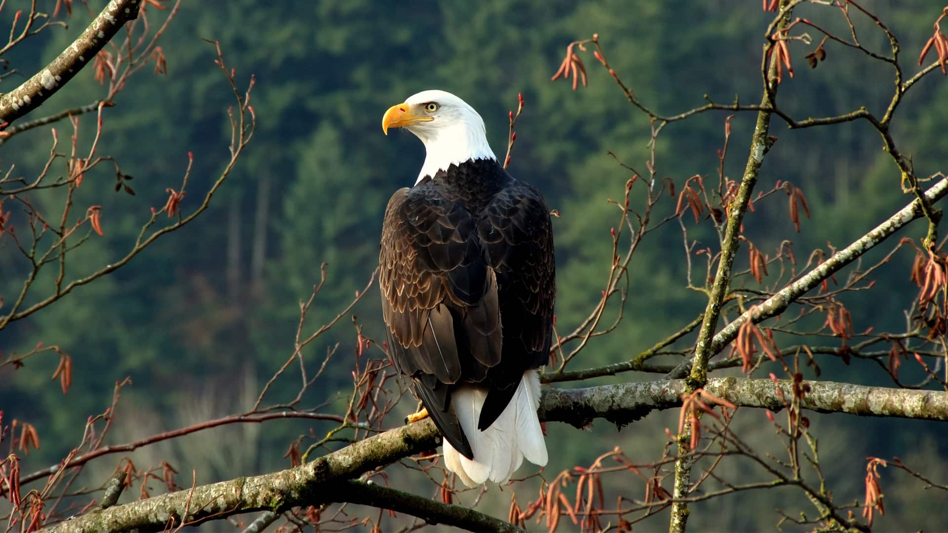 Sitka, Alaska Raptor Center And Historic Park Excursion | Norwegian ...