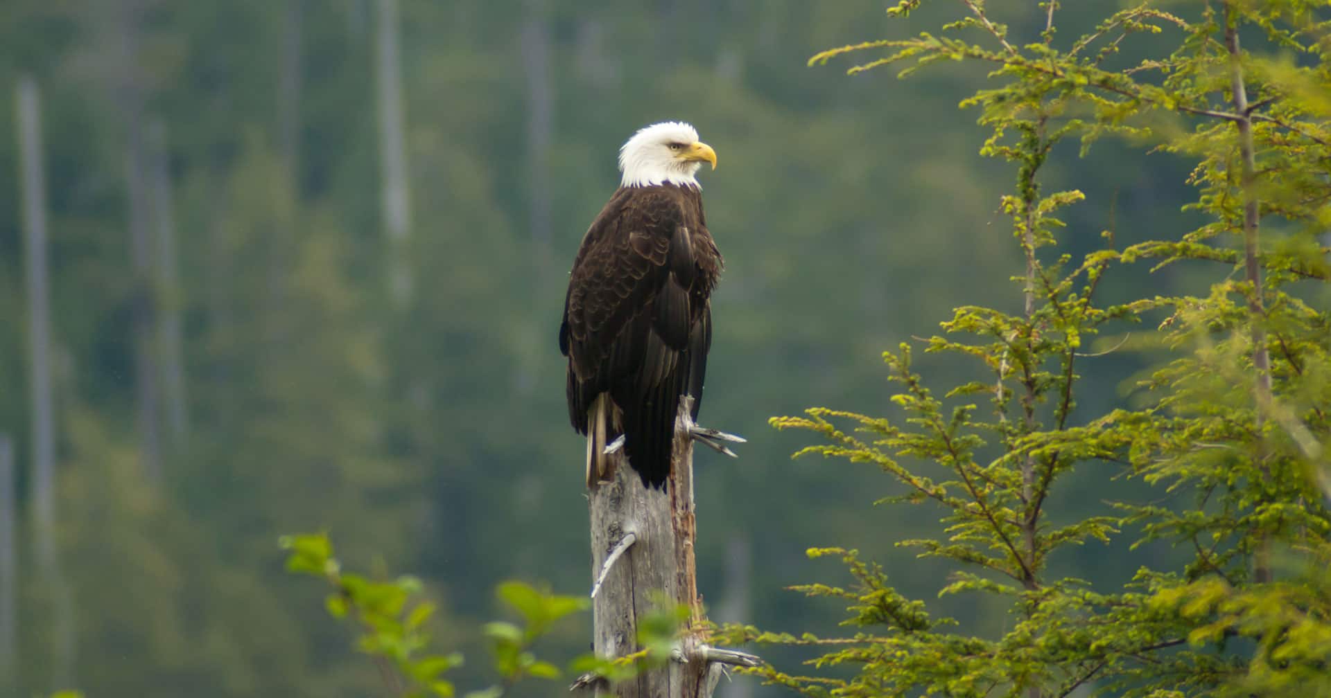 Sitka, Alaska Fin Island Lodge & Wildlife Quest Excursion | Norwegian ...