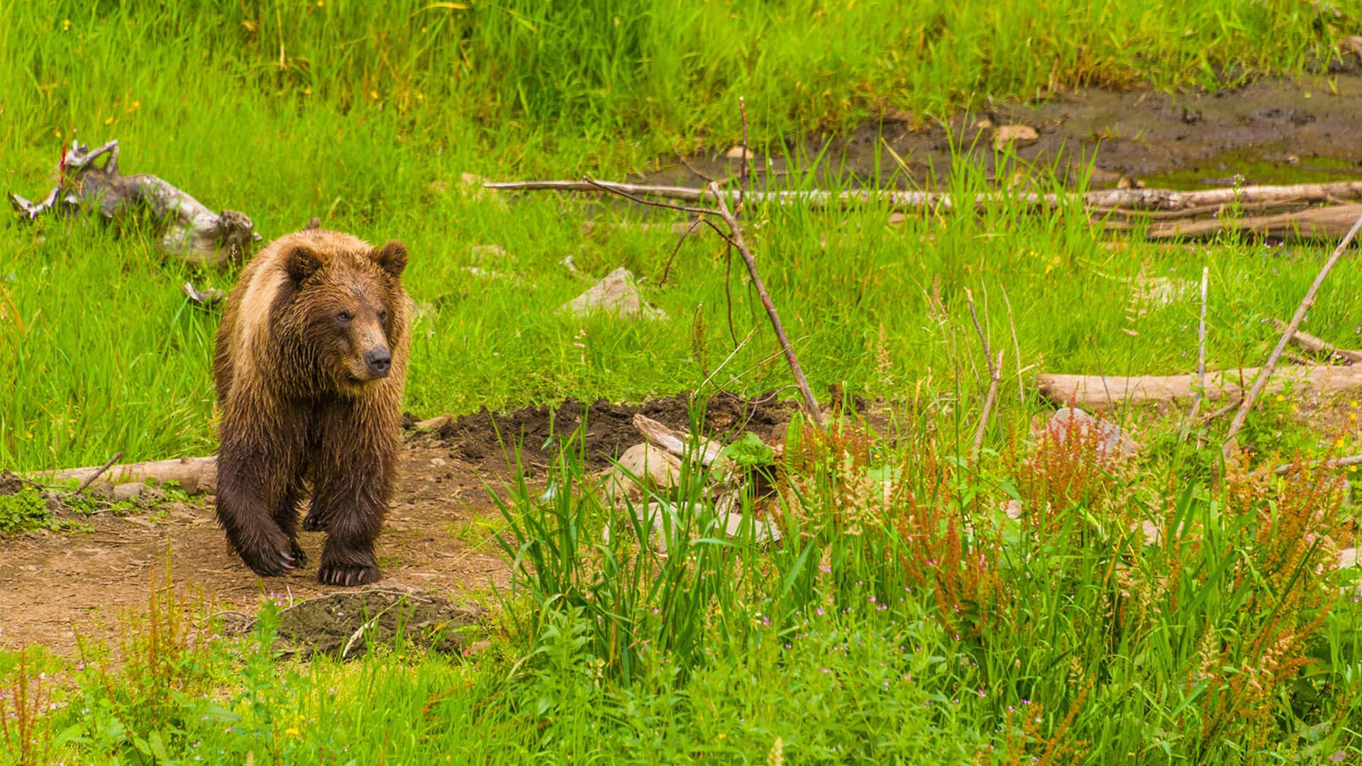 Sitka, Alaska Best Of Sitka Excursion | Norwegian Cruise Line