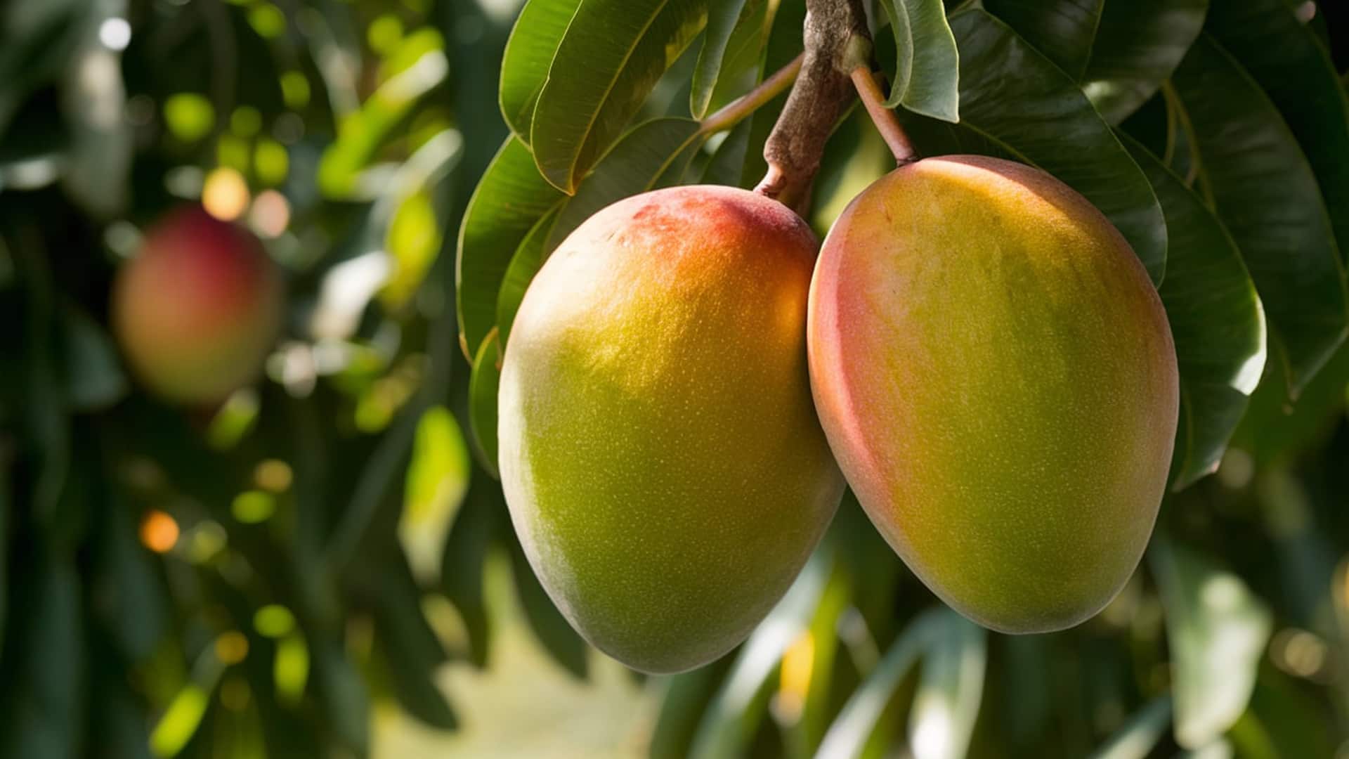 Castries, St. Lucia River Harvest Eco Tour Excursion | Norwegian Cruise ...