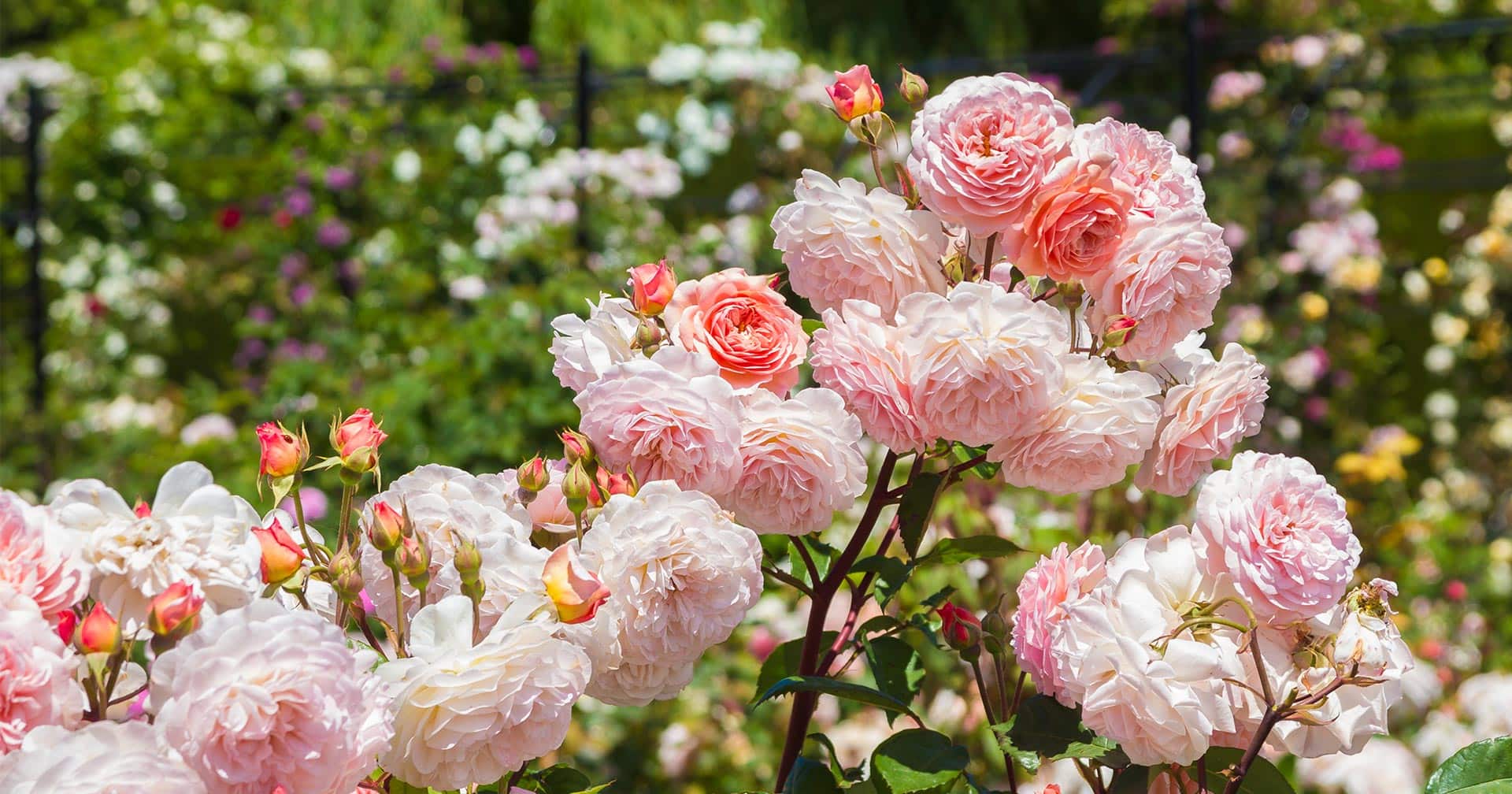 Timaru, New Zealand Timaru Botanic Gardens & Aigantighe Excursion ...