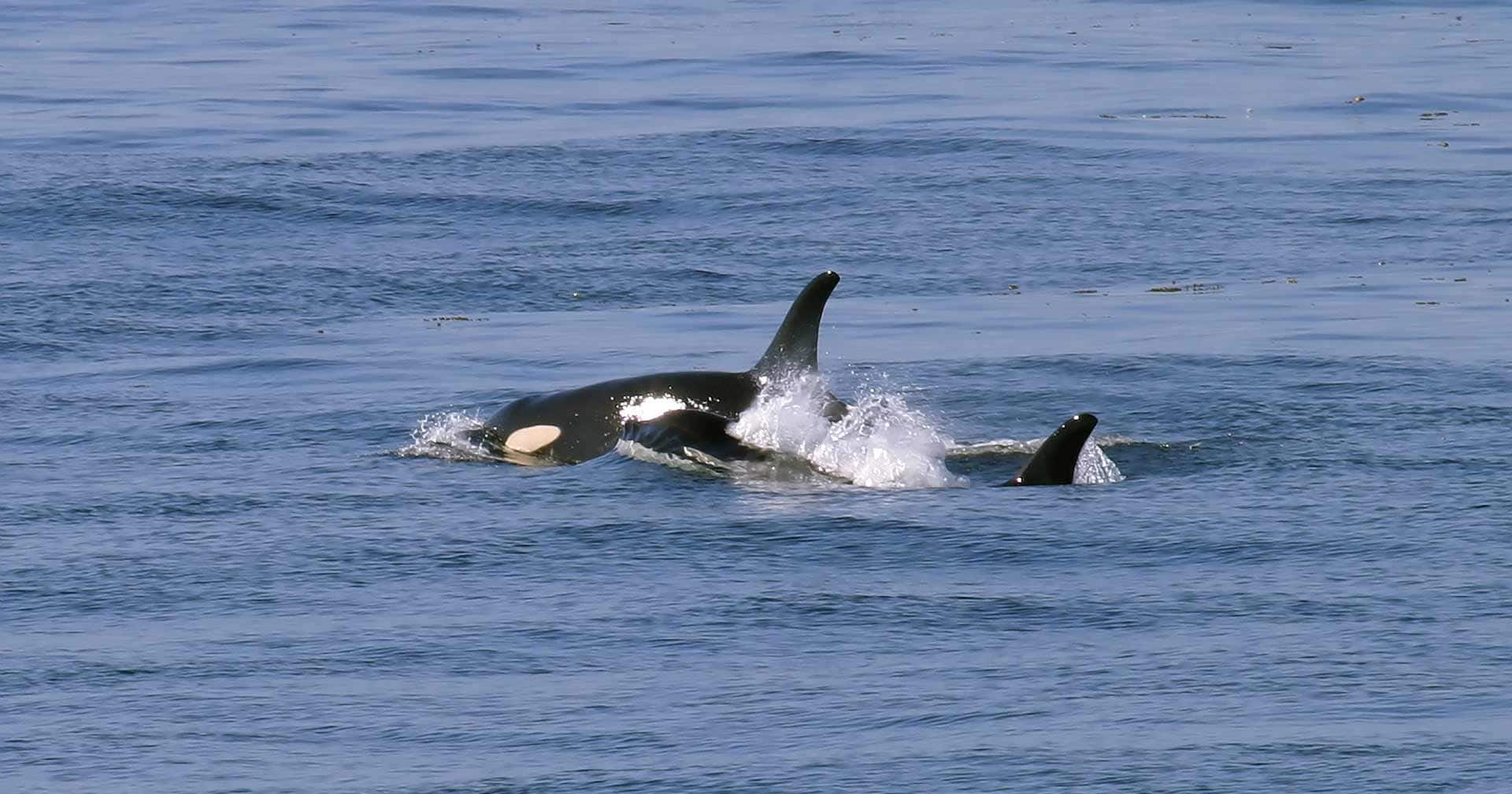 Victoria, British Columbia Ocean Wildlife & Orca Exploration Excursion ...