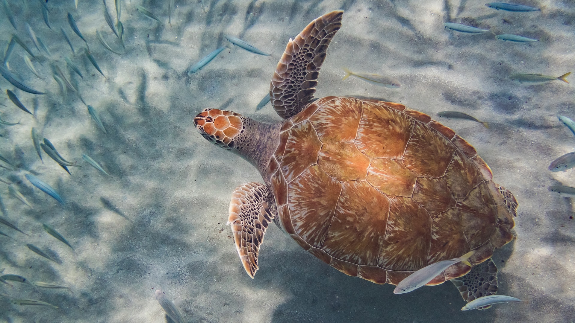 Willemstad, Curaçao Snorkel Trip To Turtle Bay Excursion | Norwegian ...