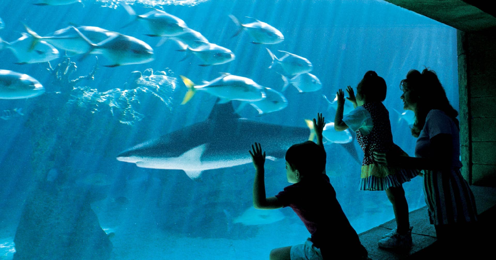 Nassau, Bahamas Atlantis Playtime With Dolphins And Aquaventure ...