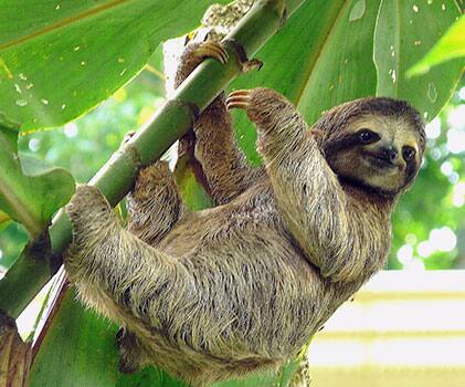 Cruises & Cruise Deals | Plan Your Cruise Holiday | NCL